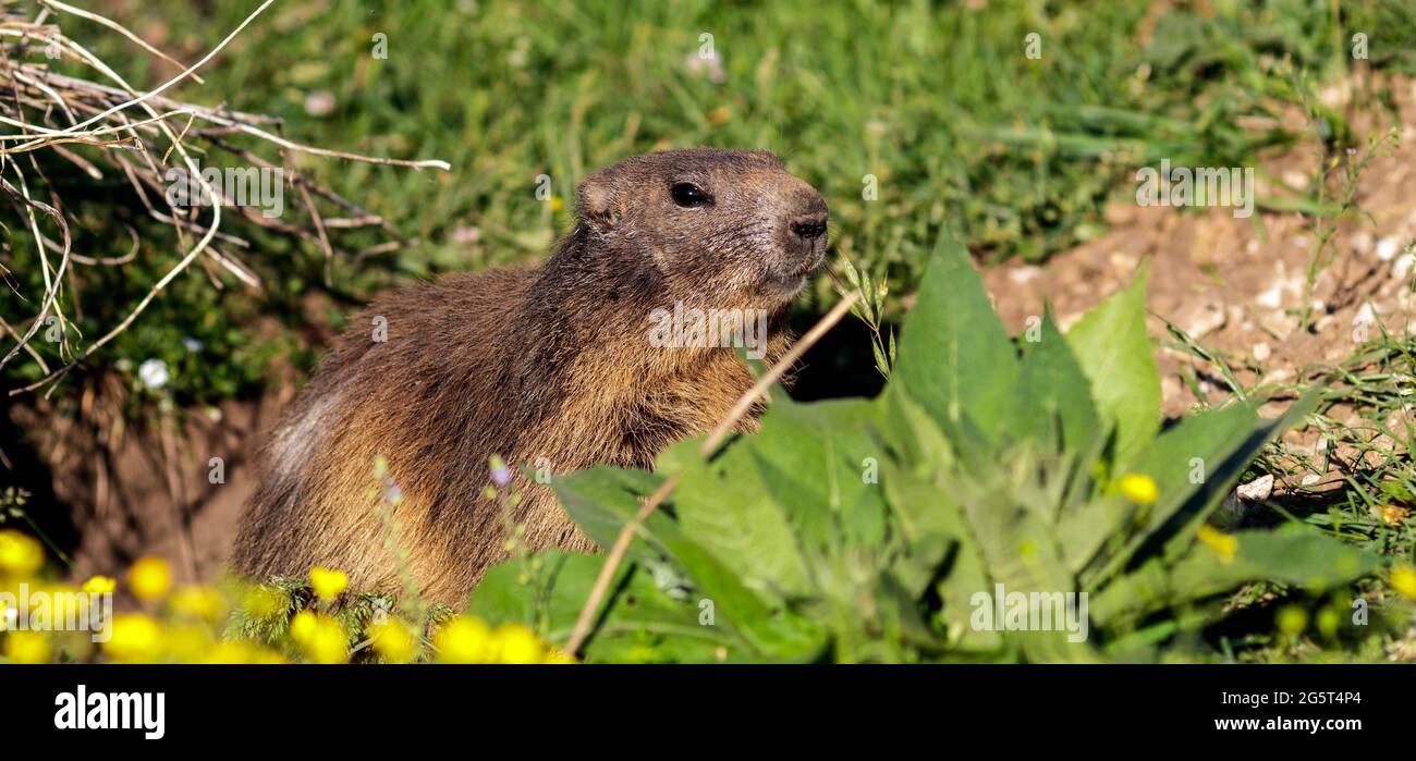 Adorable marmots hi-res stock photography and images - Alamy