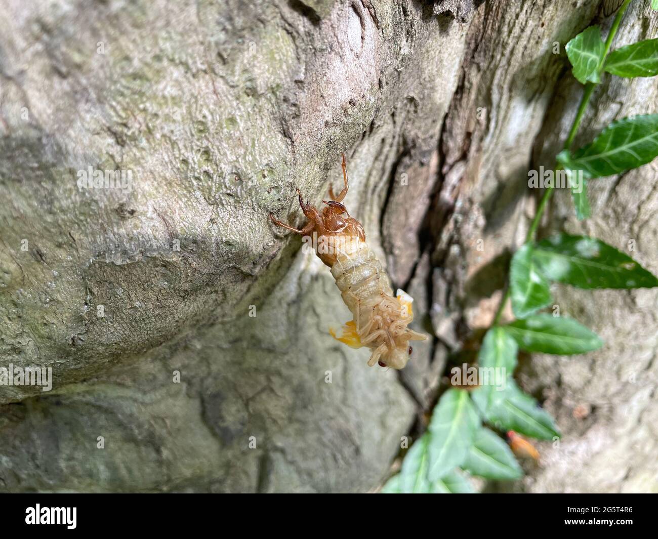 Chase insects hi-res stock photography and images - Alamy