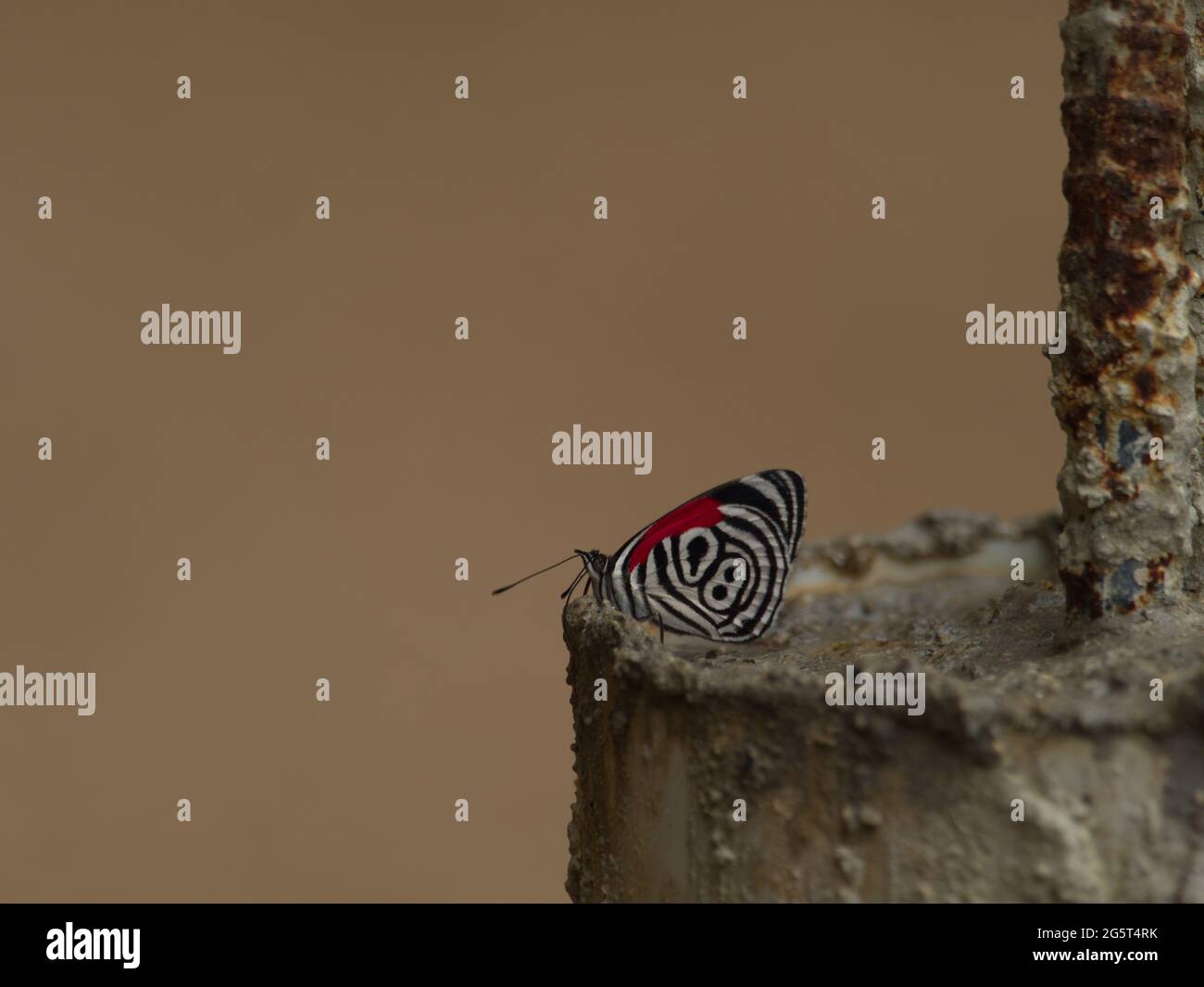 88 butterfly hi-res stock photography and images - Alamy