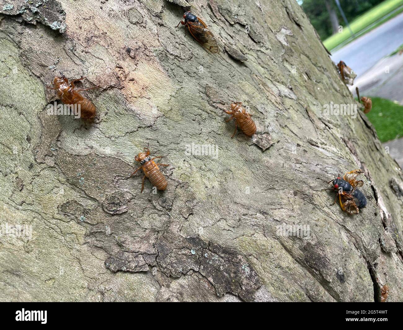 Chase insects hi-res stock photography and images - Alamy
