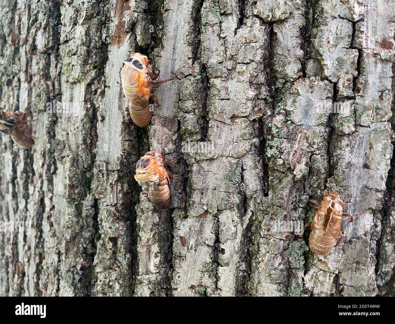 Chase insects hi-res stock photography and images - Alamy