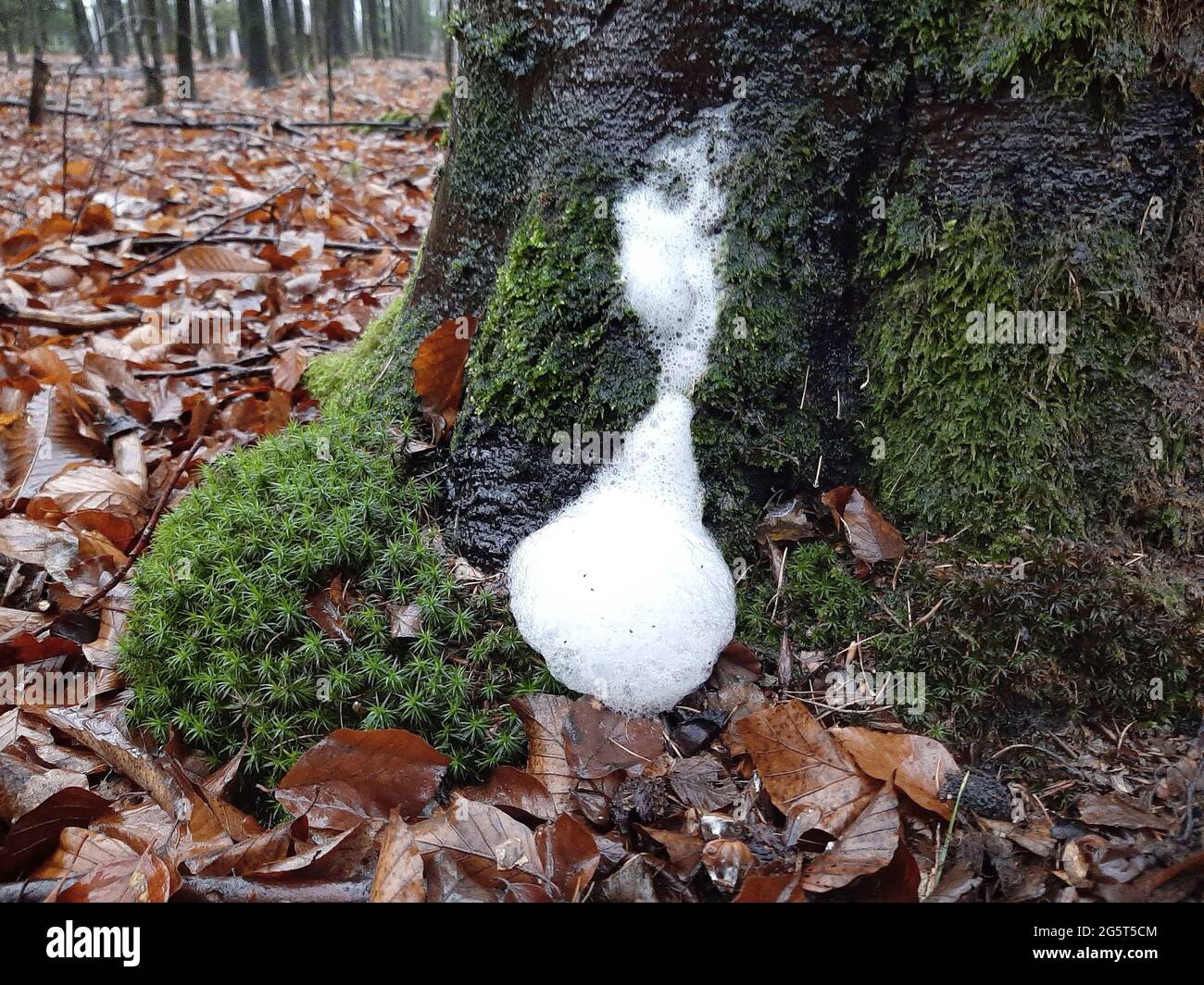 Foam tree hi-res stock photography and images - Alamy