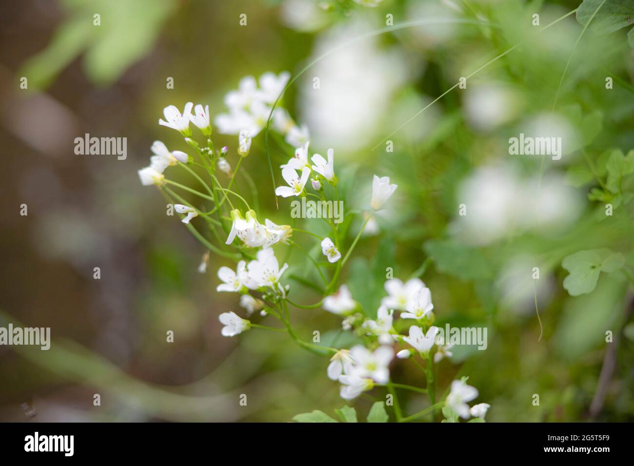 large bitter-cress, large Bittercress (Cardamine amara), section of an ...