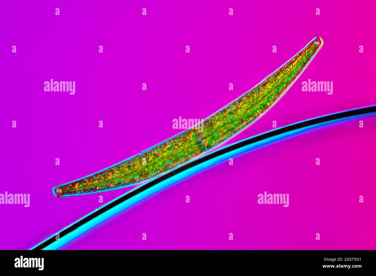 Closterium (Closterium spec.), light microscope image, colour-DIC ...