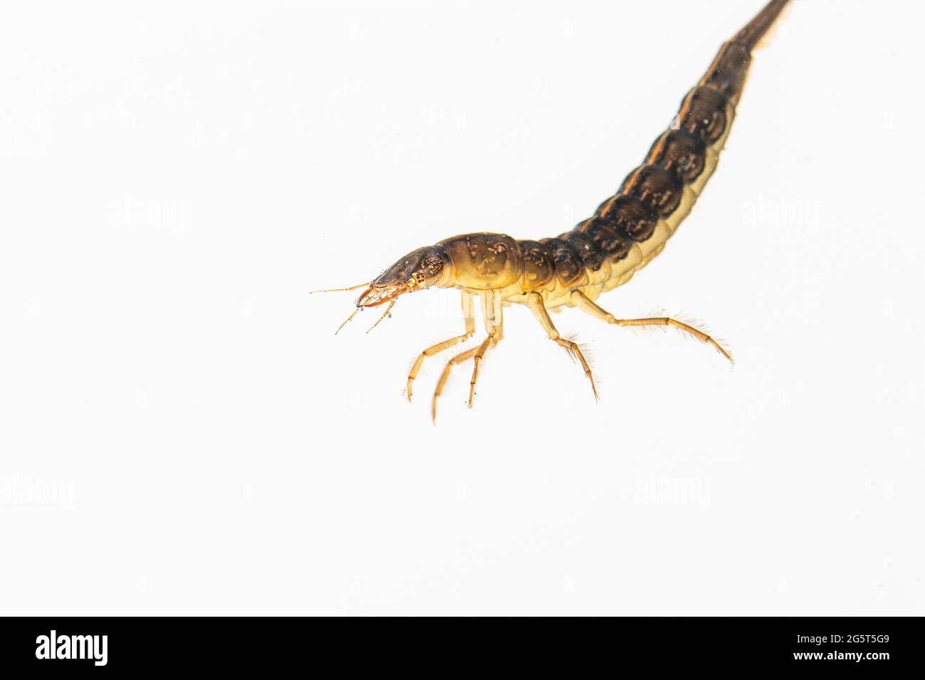 Thick-horned Dytiscus (Dytiscus dimidiatus), larva, cut-out, Germany ...