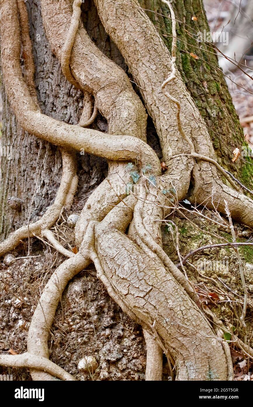 Trunks of a tree hi-res stock photography and images - Alamy