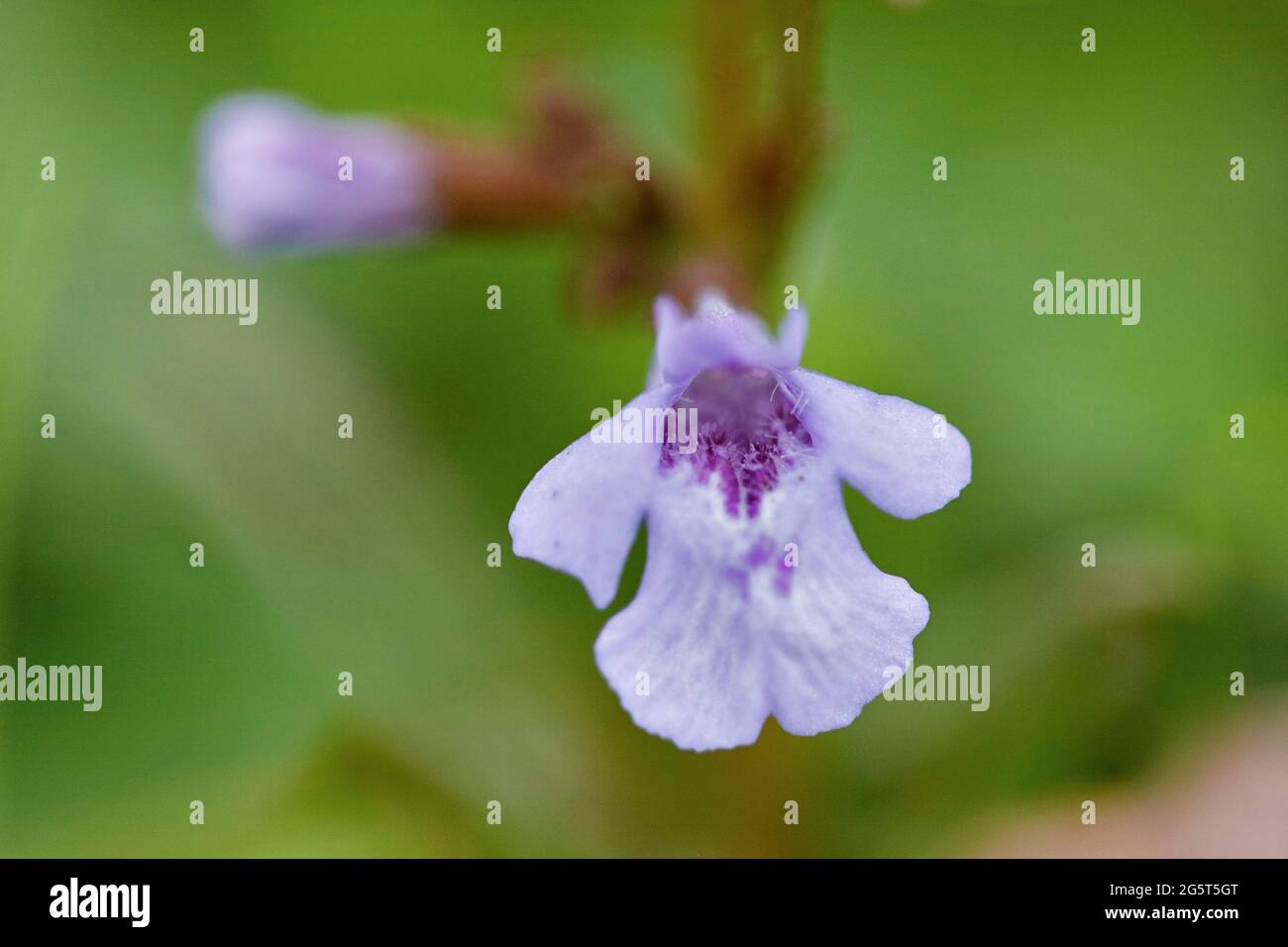 gill-over-the-ground, ground ivy (Glechoma hederacea), flower, Germany ...