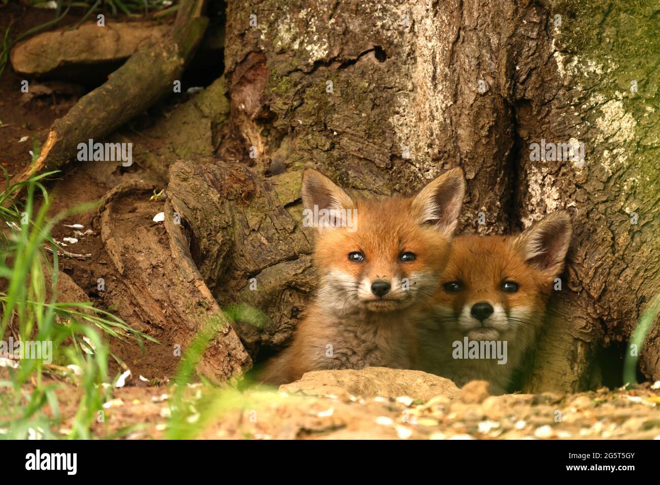 red fox (Vulpes vulpes), two fox cubs in front of burrow, looking into ...