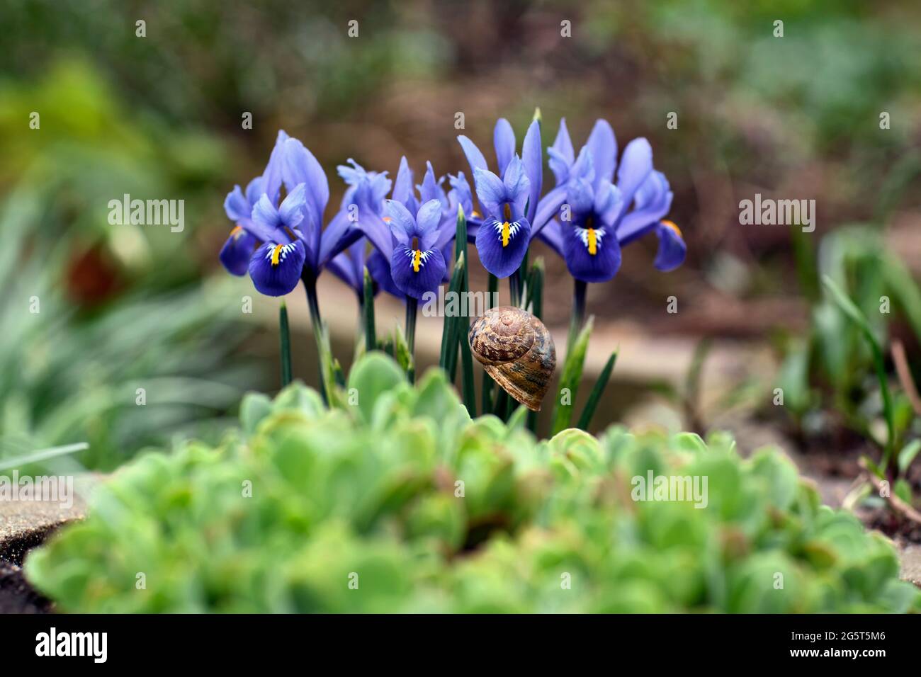 Dwarf beardless iris iris reticulata gordon hi-res stock photography ...