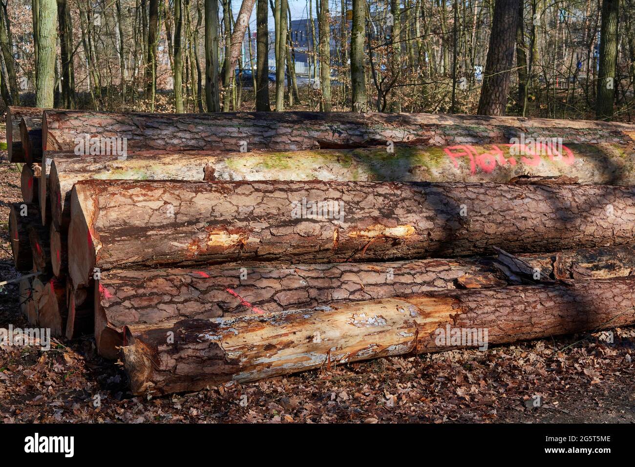 Damaged pine hi-res stock photography and images - Alamy