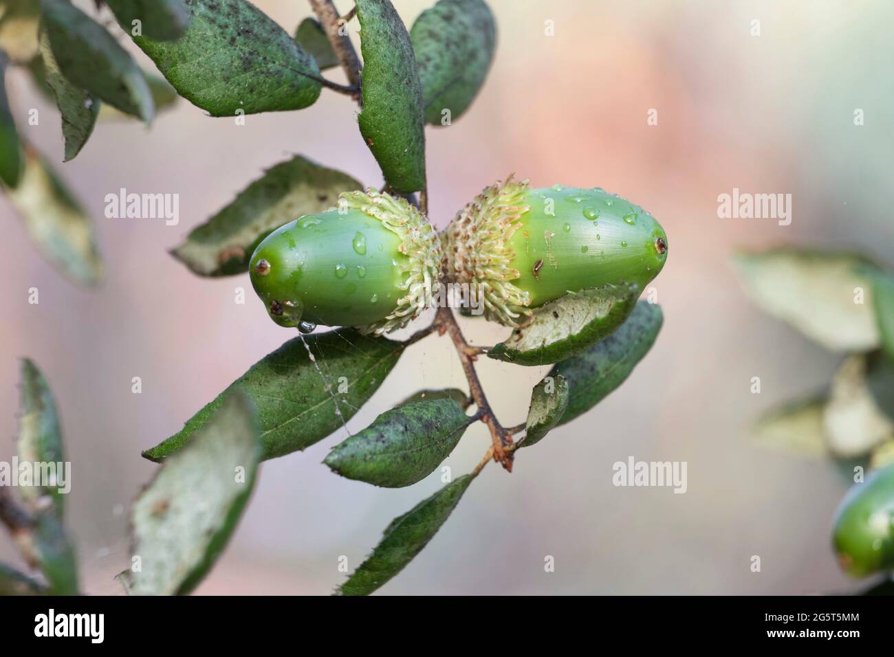 cork oak (Quercus suber), twig with acorns, Italy, Sardegna Stock Photo - Alamy