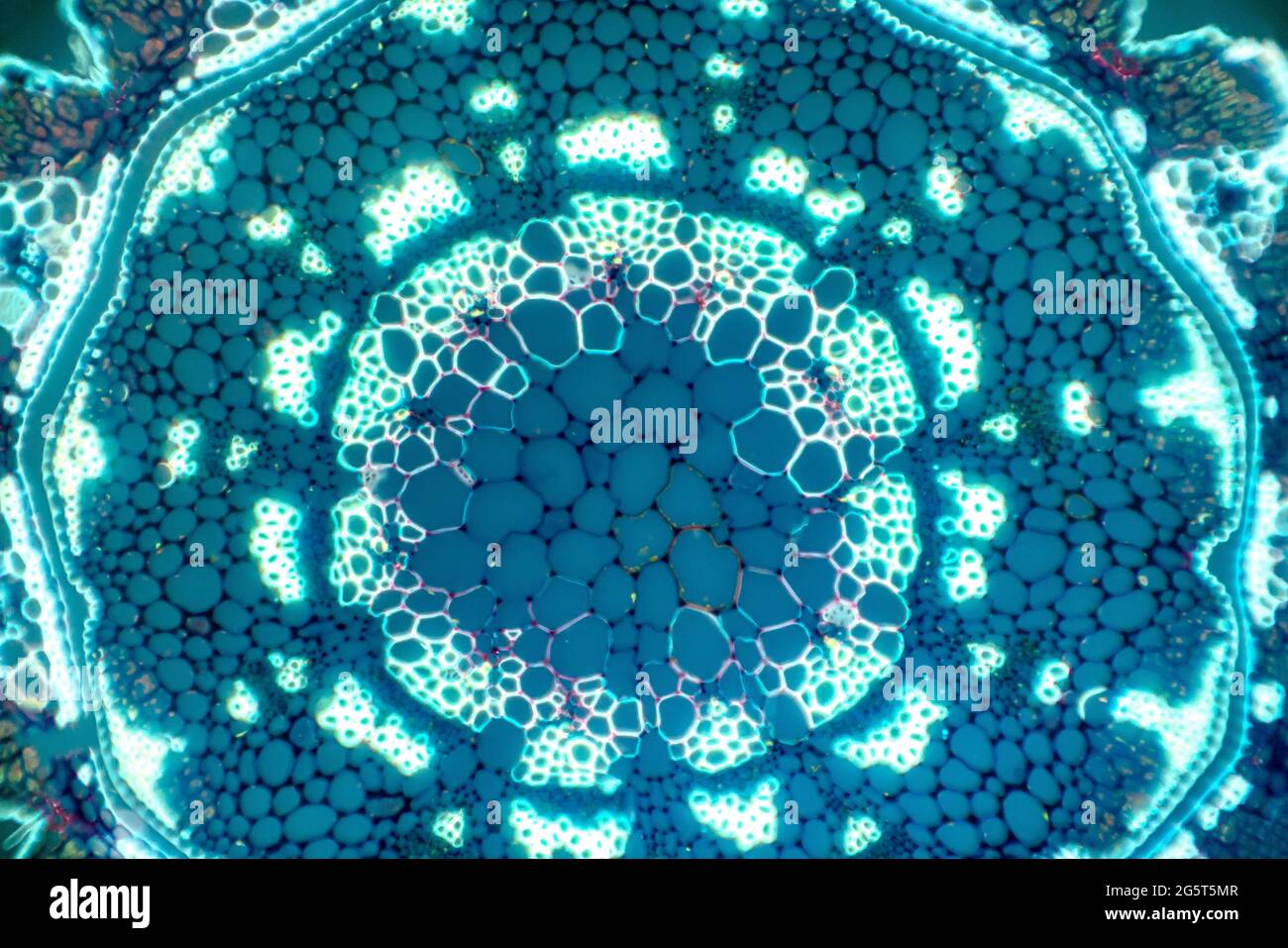 she-oak (Casuarina spec.), cross section of a Casuarina needle, light ...