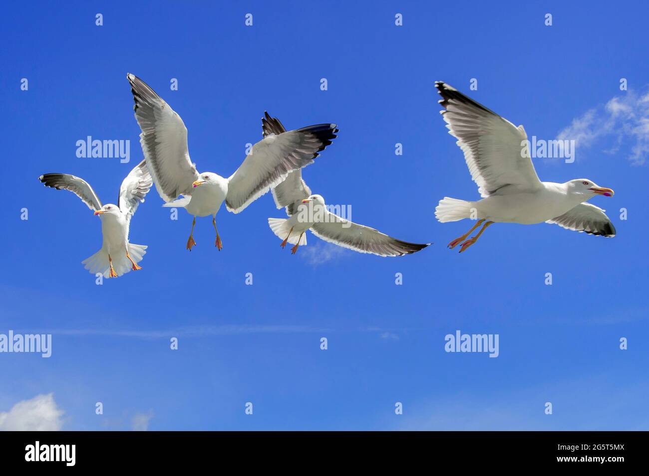 Flying gulls hi-res stock photography and images - Alamy