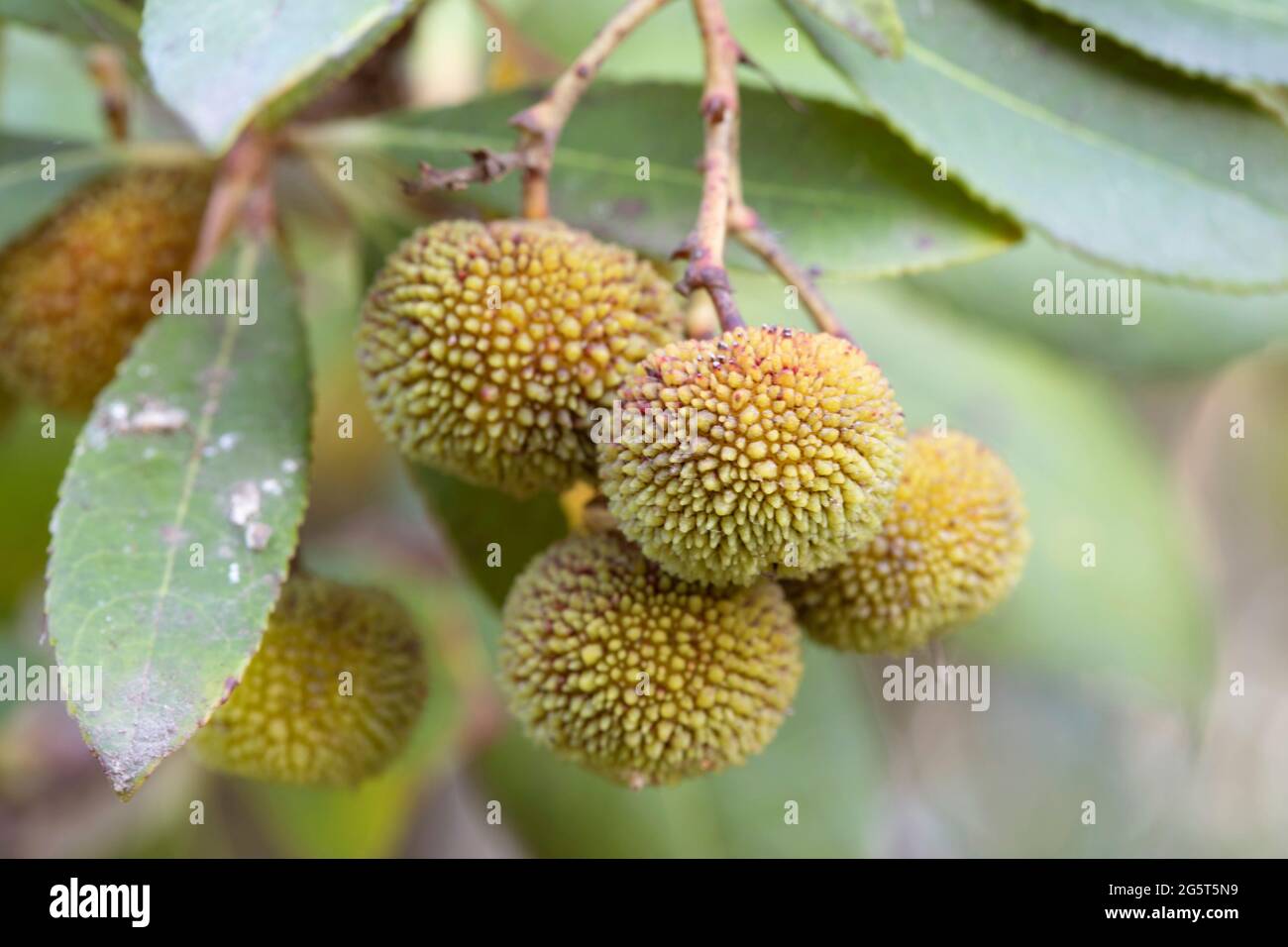 killarney strawberry tree (Arbutus unedo), fruits, Italy, Sardegna ...