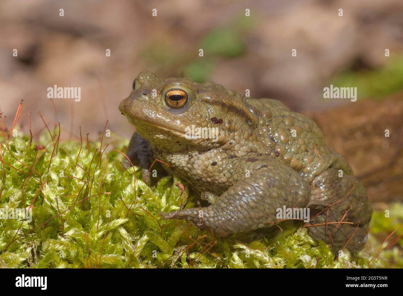 European common toad (Bufo bufo), female on moss, Germany, Bavaria ...