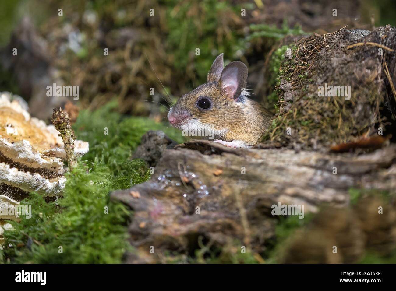 Hide animal hi-res stock photography and images - Alamy