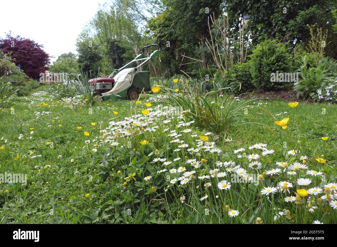 common daisy, lawn daisy, English daisy (Bellis perennis), lawn mower ...