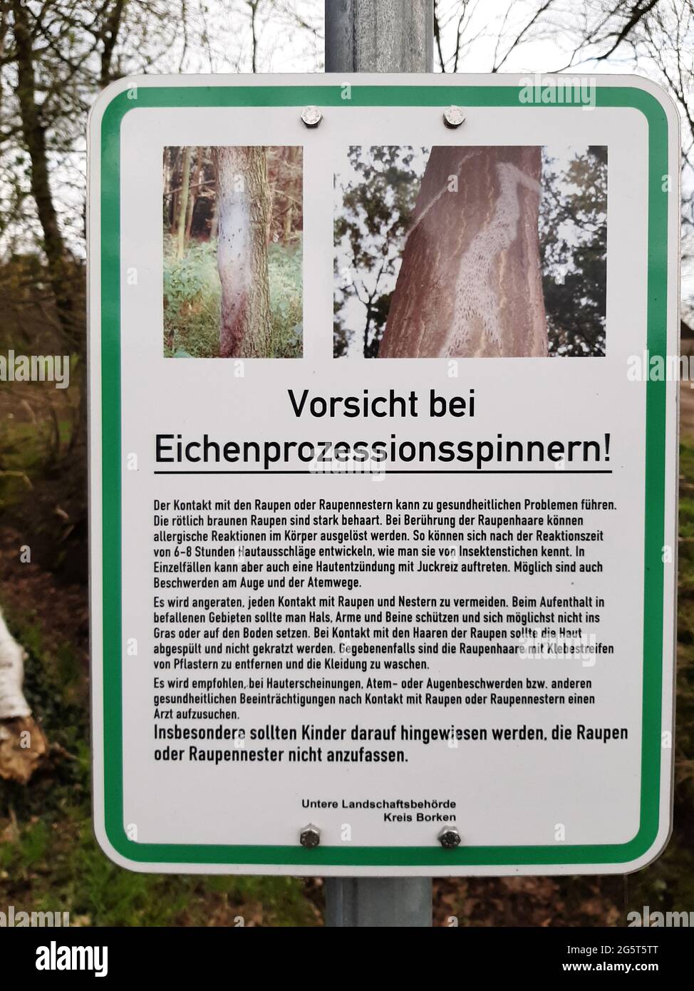 oak processionary moth (Thaumetopoea processionea), information and ...