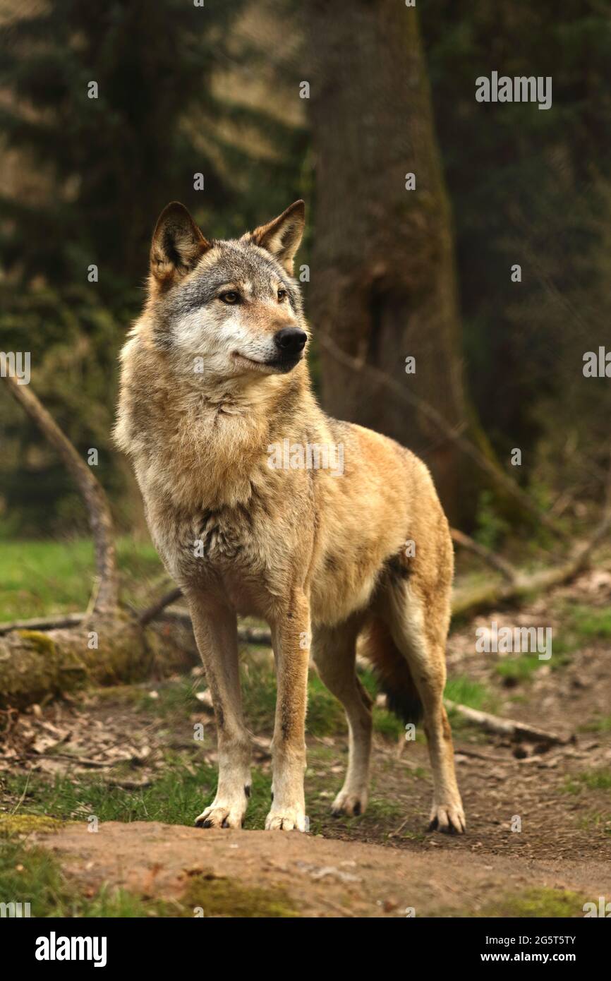 Gray wolf stands in forest hi-res stock photography and images - Alamy