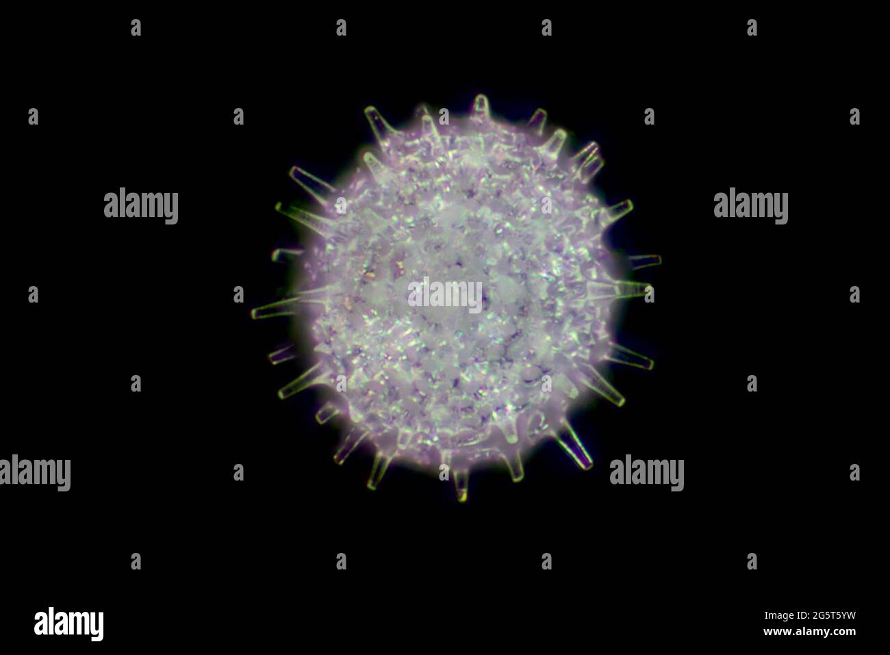 Pollen Light Microscope