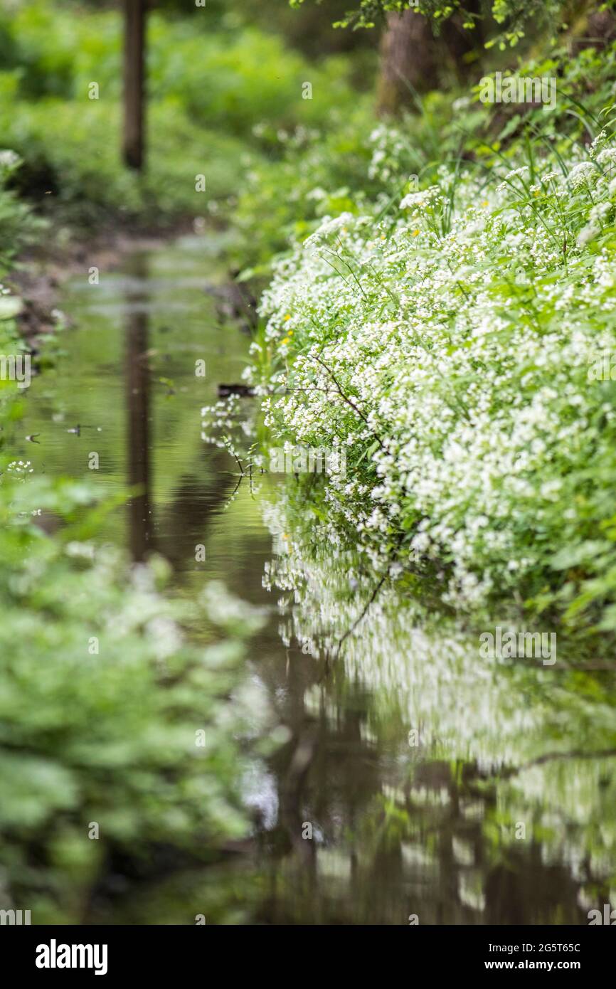 large bitter-cress, large Bittercress (Cardamine amara), blooming along ...