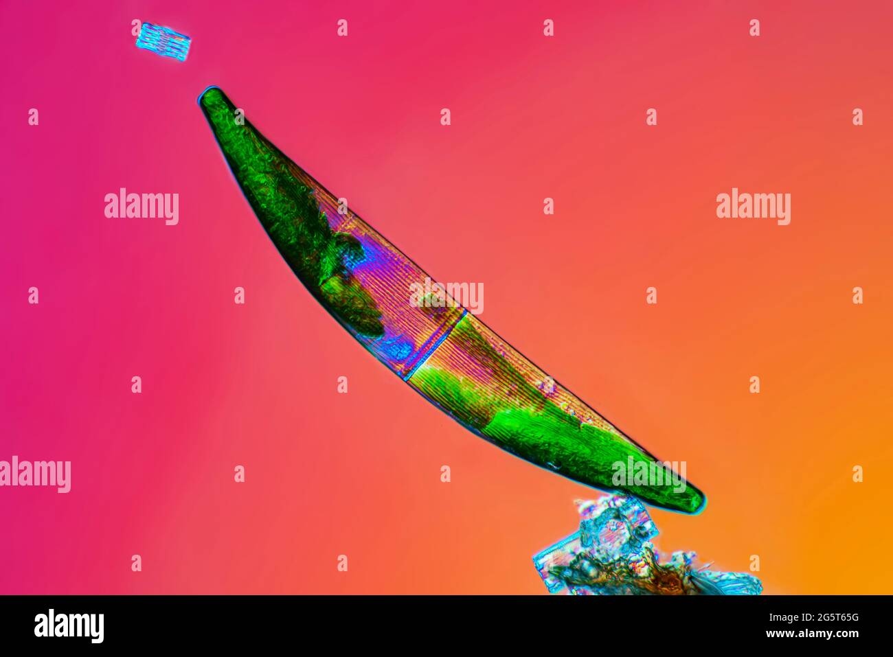 Closterium (Closterium spec.), light microscope image, colour-DIC ...
