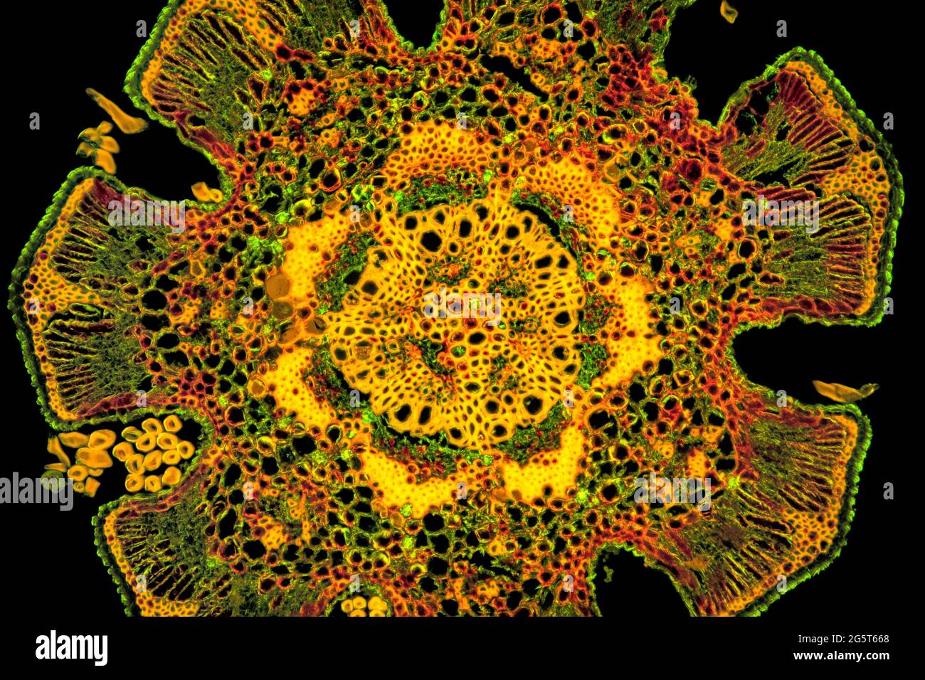 she-oak (Casuarina spec.), cross section of a Casuarina needle, light ...