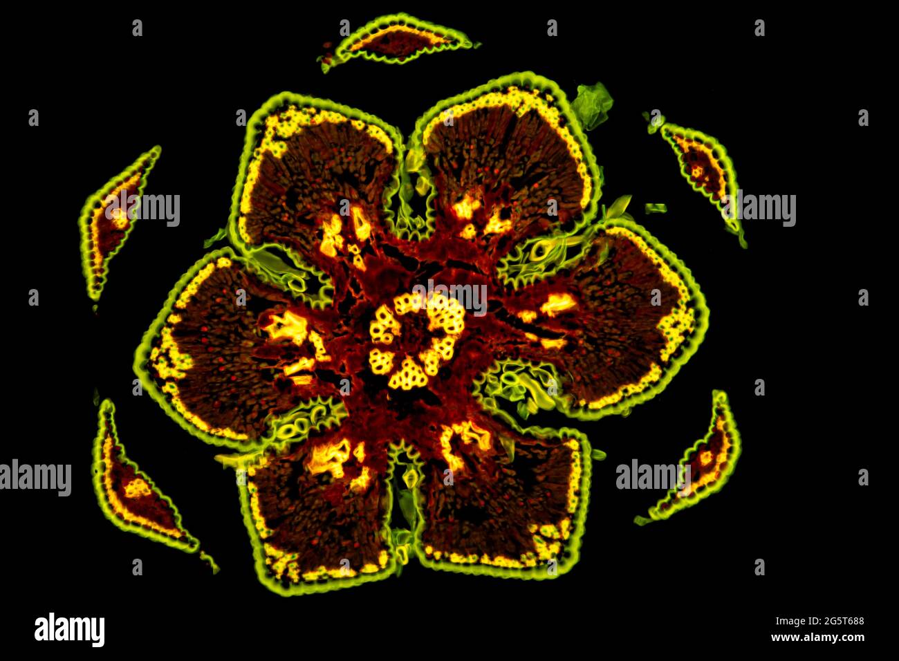 she-oak (Casuarina spec.), cross section of a Casuarina needle, light ...