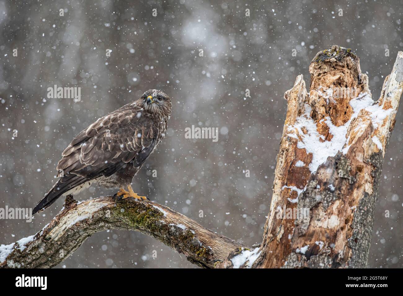 Buzzard in dead tree hi-res stock photography and images - Alamy