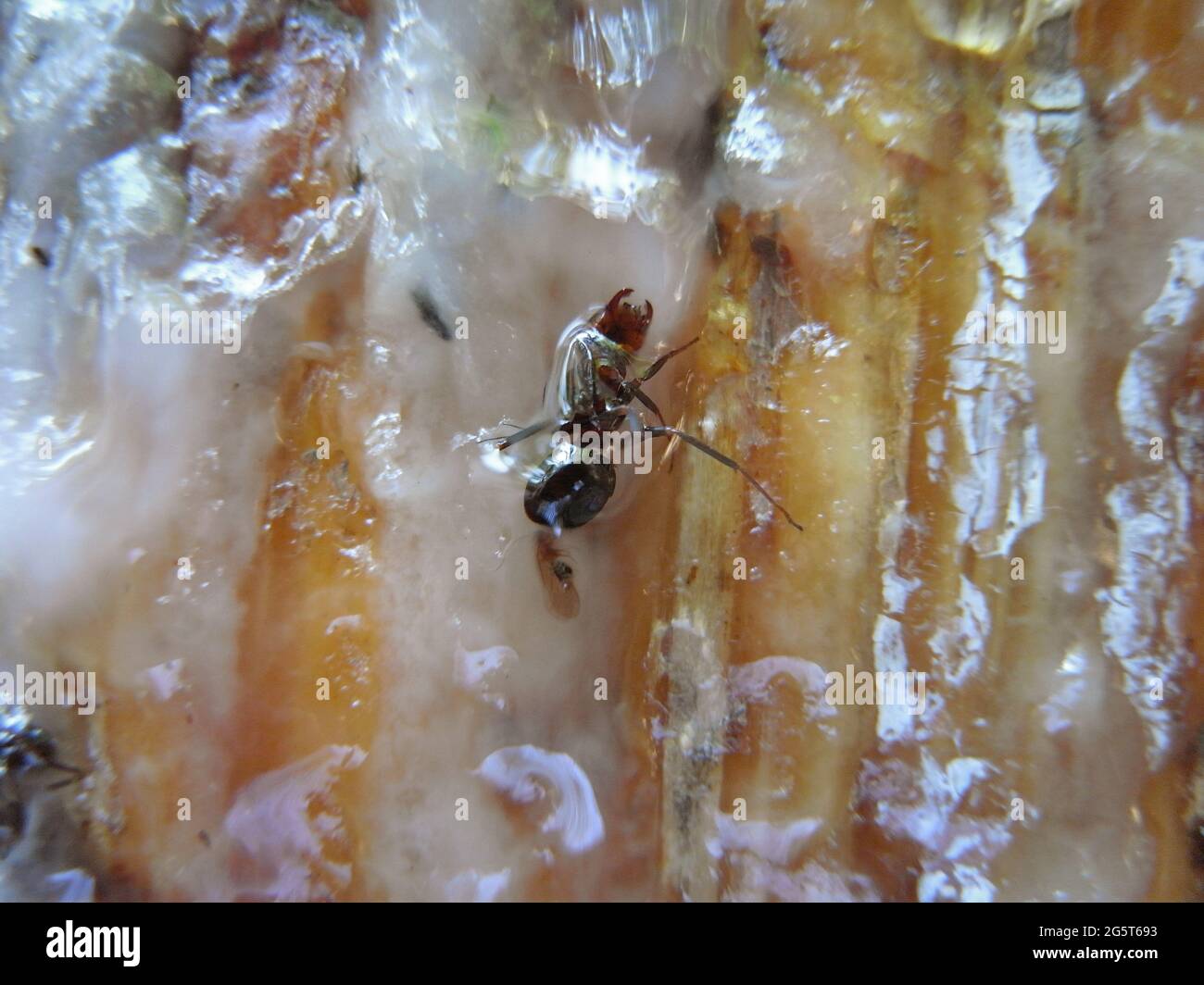 Ant embedded in tree resin (inclusion); amber effect, Germany Stock ...