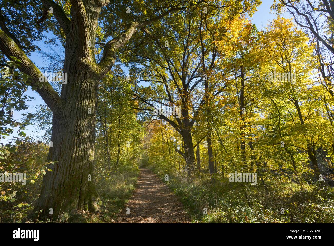 German forest path hi-res stock photography and images - Alamy