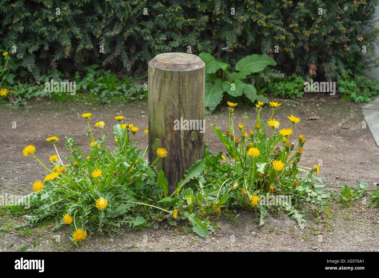 common dandelion (Taraxacum officinale), blooming around a wooden post ...