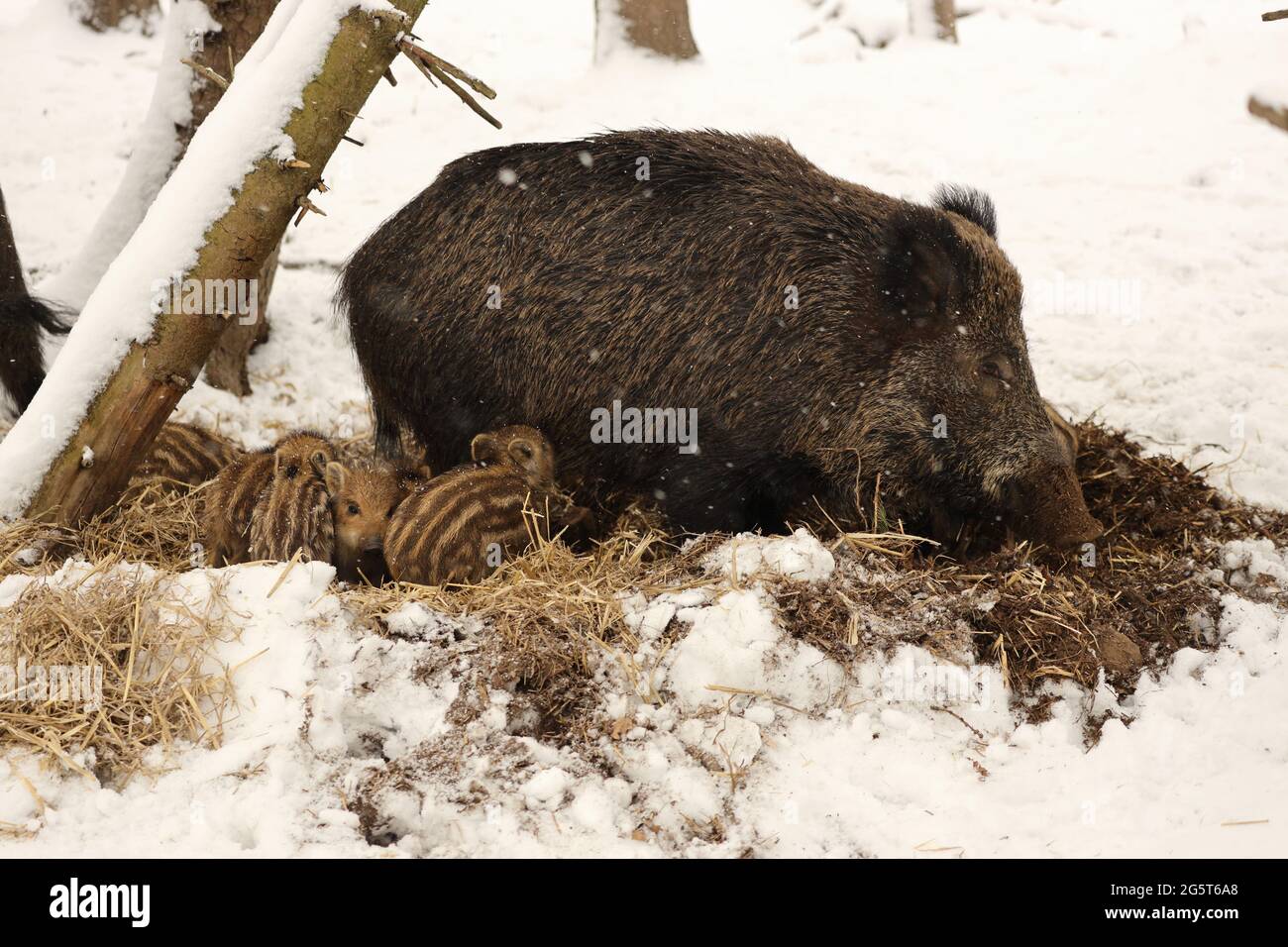 wild boar, pig, wild boar (Sus scrofa), wild sow with runts after ...