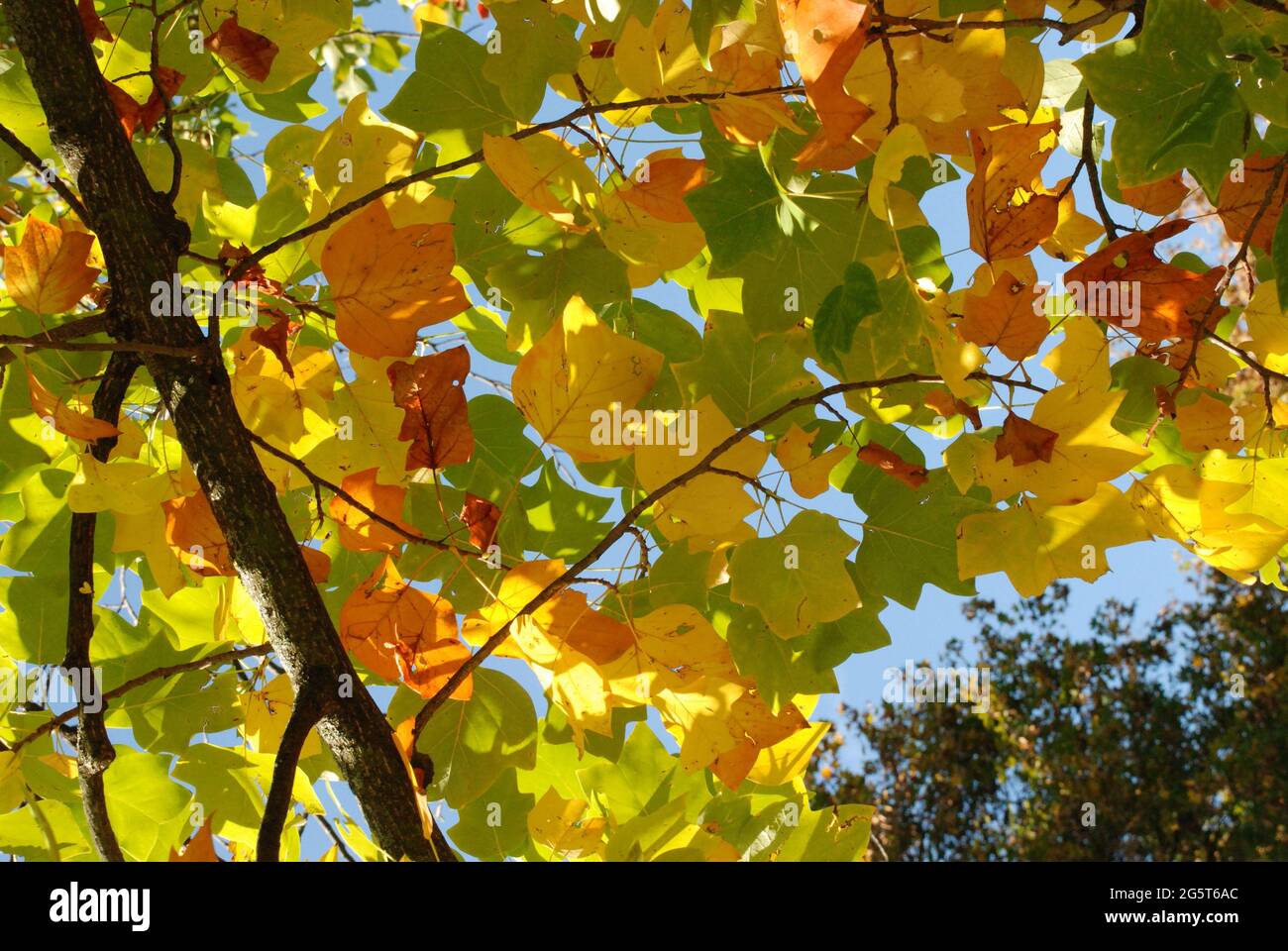 tulip tree (Liriodendron tulipifera), with autumn leaves Stock Photo ...