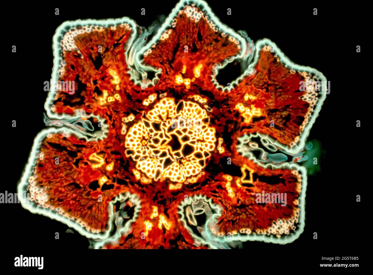 Microscope cross section cross sections hi-res stock photography and ...
