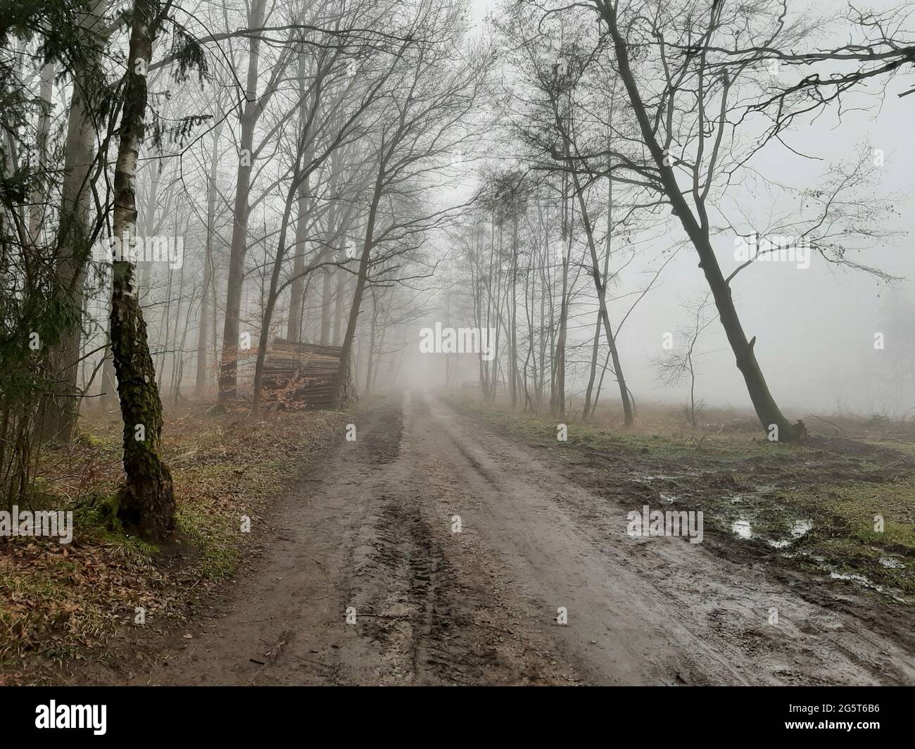 Mist and forest hi-res stock photography and images - Alamy
