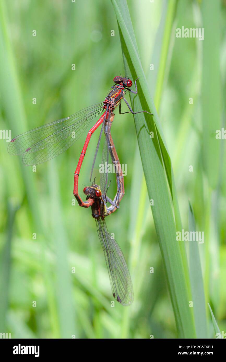 large red damselfly (Pyrrhosoma nymphula), mating wheel, Germany ...