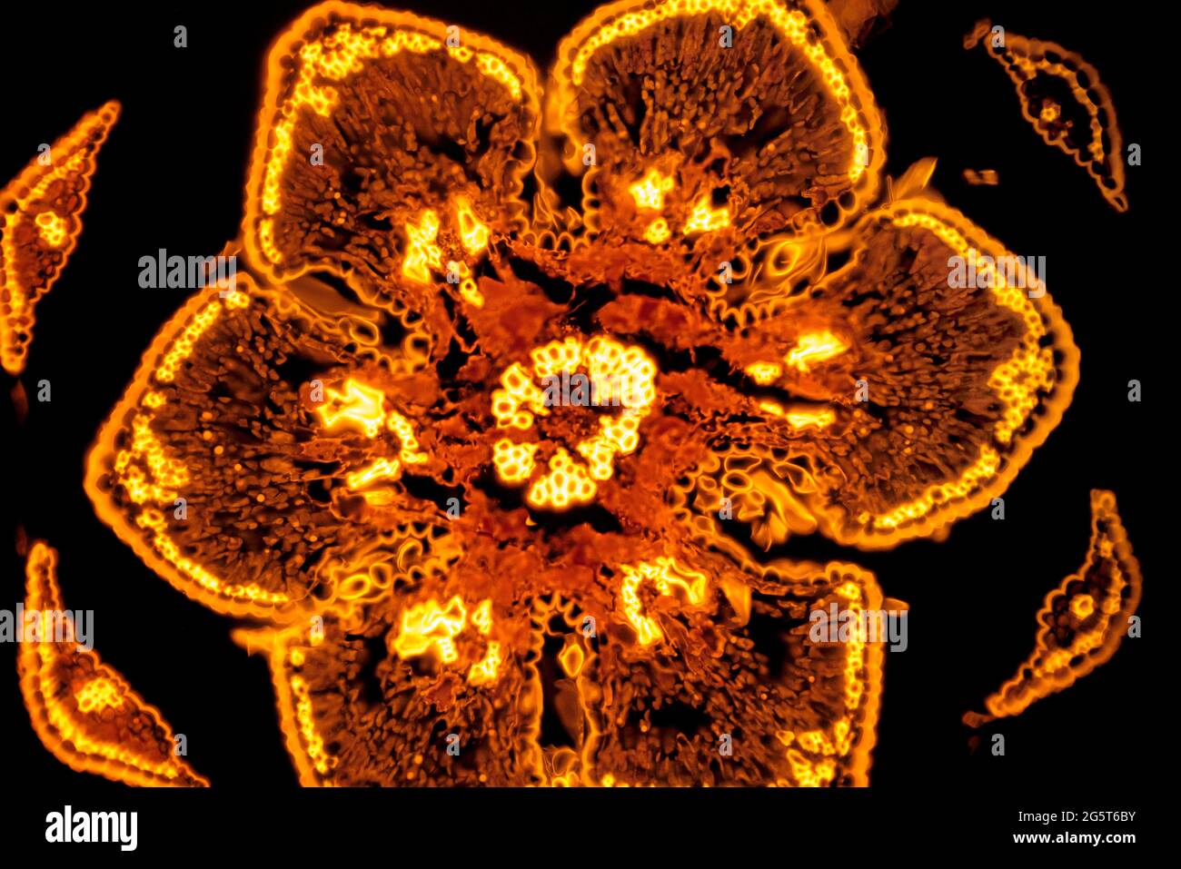 she-oak (Casuarina spec.), cross section of a Casuarina needle, light ...