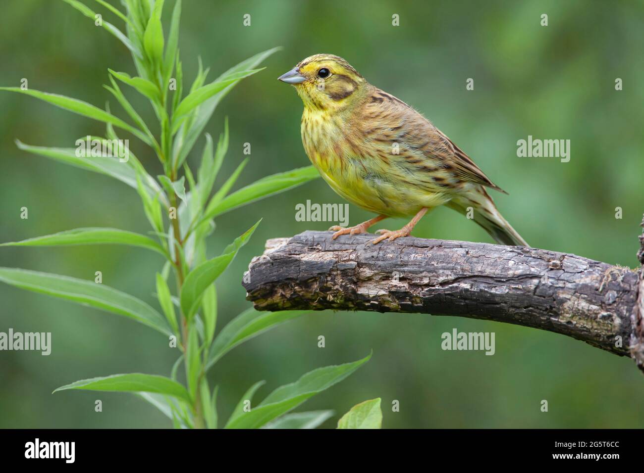 Female yellowhammer hi-res stock photography and images - Alamy
