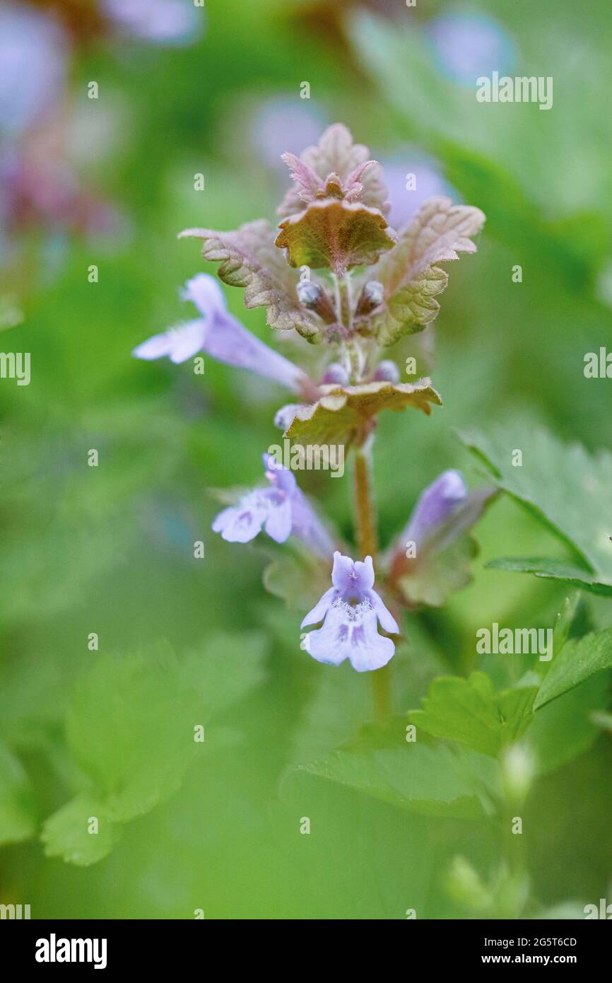 gill-over-the-ground, ground ivy (Glechoma hederacea), blooming ...