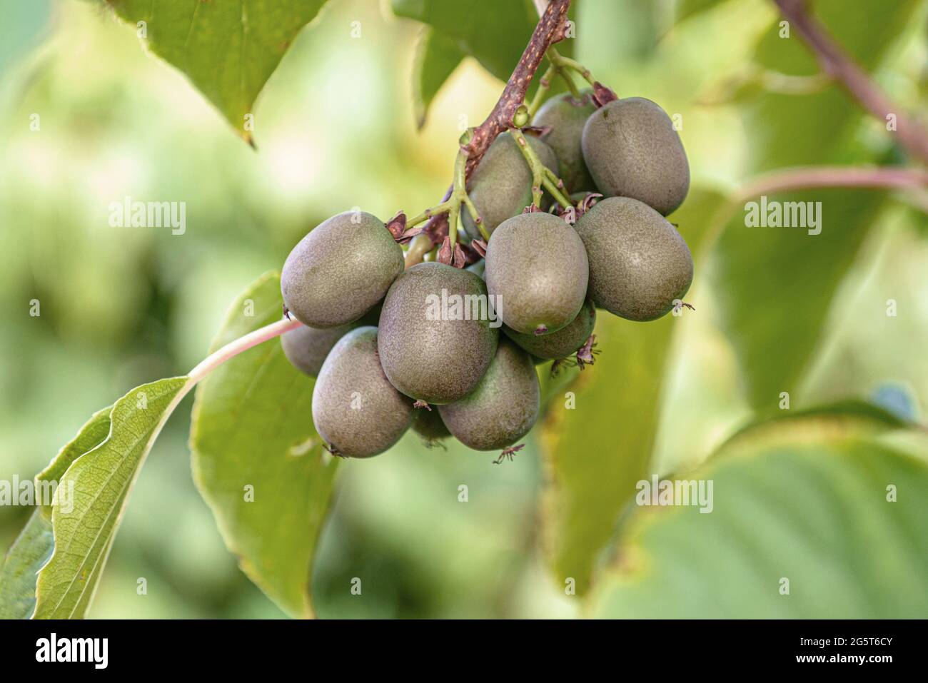 Tara Vine, Bower Actinidia, Mini Kiwi (Actinidia arguta 'Victoria ...