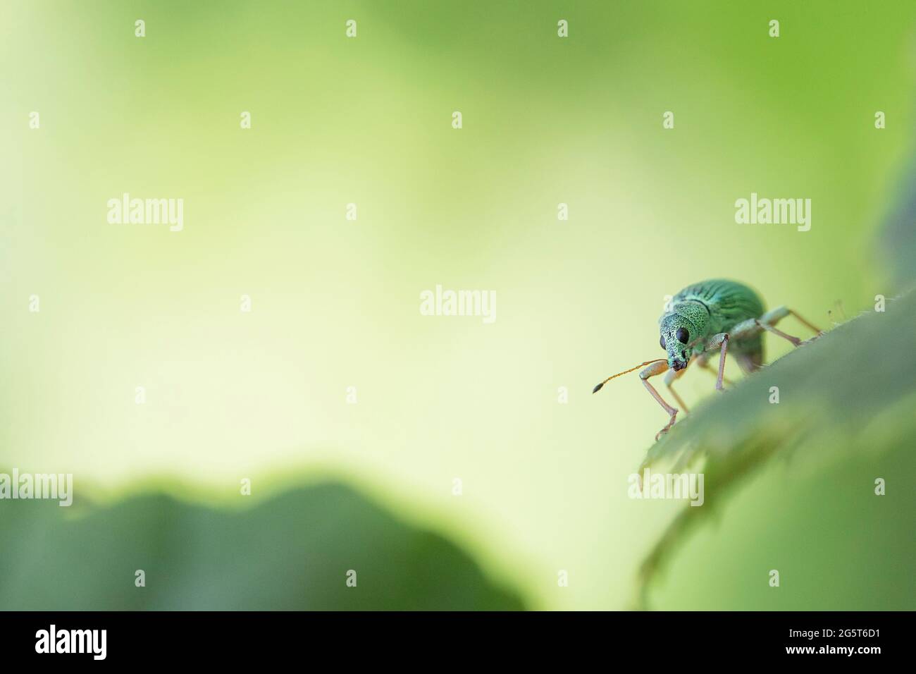 green immigrant leaf weevil (Polydrusus formosus, Polydrusus sericeus ...