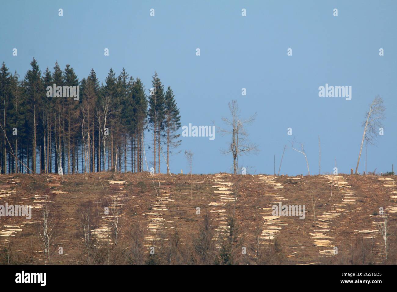 Norway spruce (Picea abies), decorticated spruce trunks stored on a ...