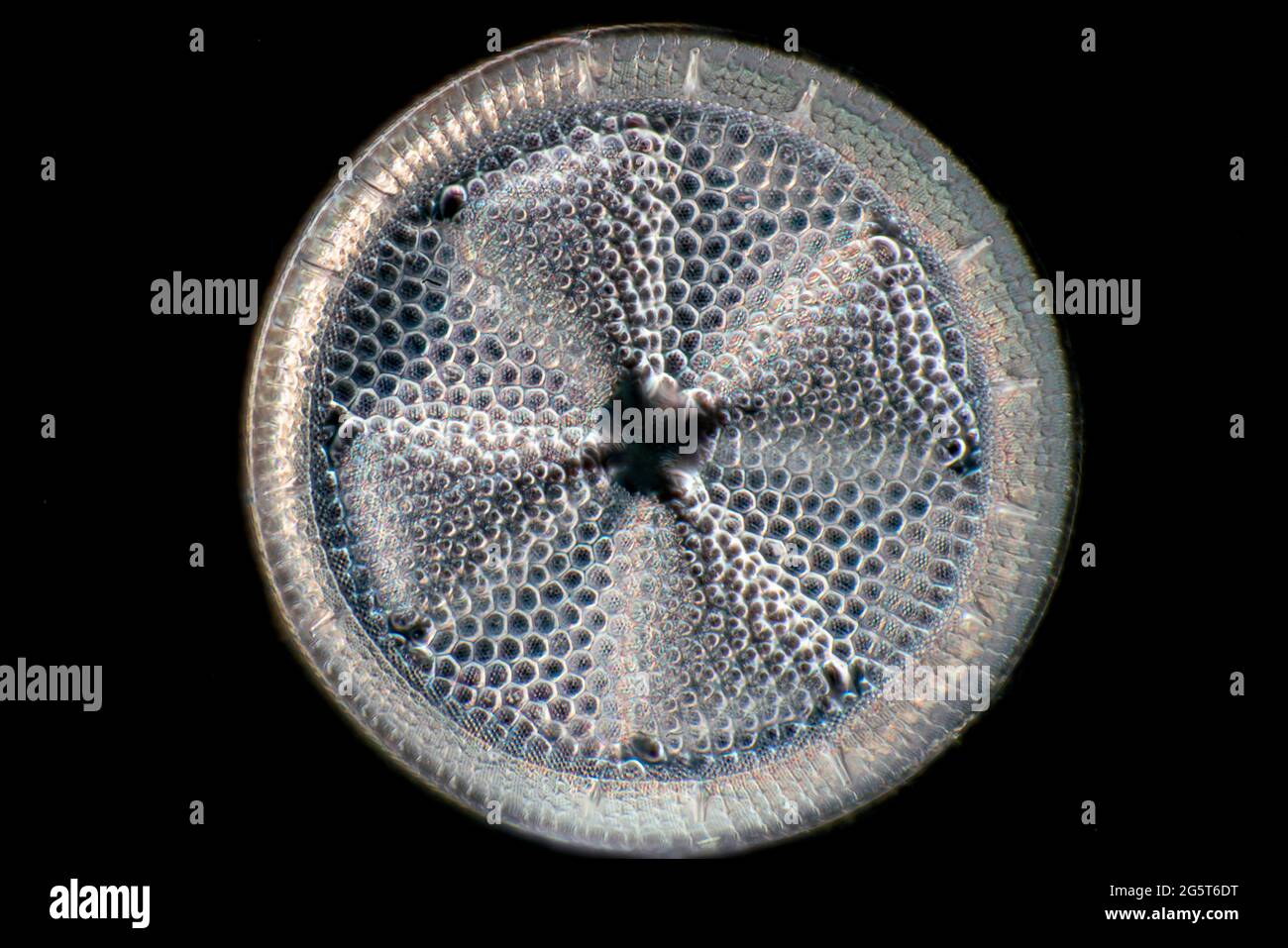 diatom (Diatomeae), diatom from Patuxent River, phase-contrast MRI ...