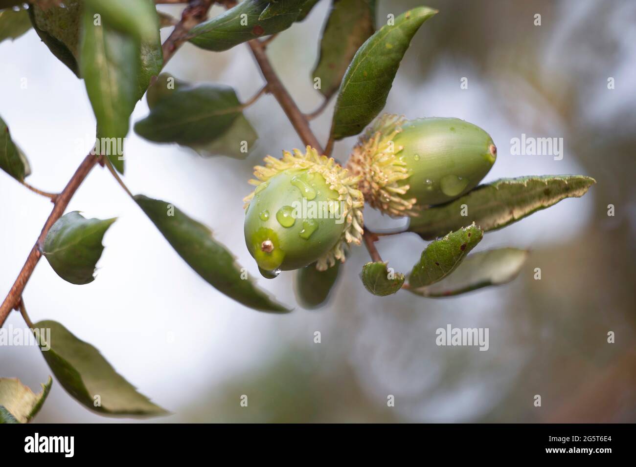 cork oak (Quercus suber), twig with acorns, Italy, Sardegna Stock Photo - Alamy