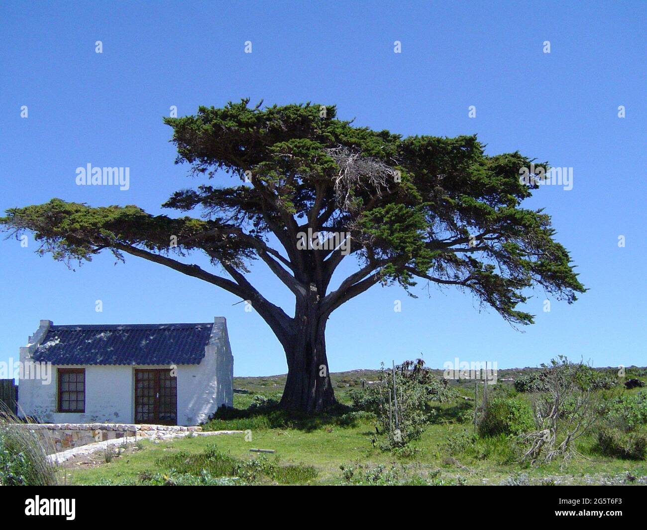 Monkey bread tree hi-res stock photography and images - Alamy