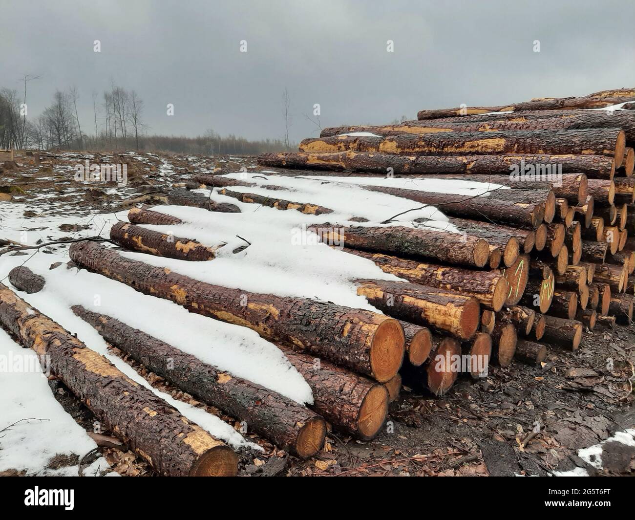 Conifer wood hi-res stock photography and images - Alamy