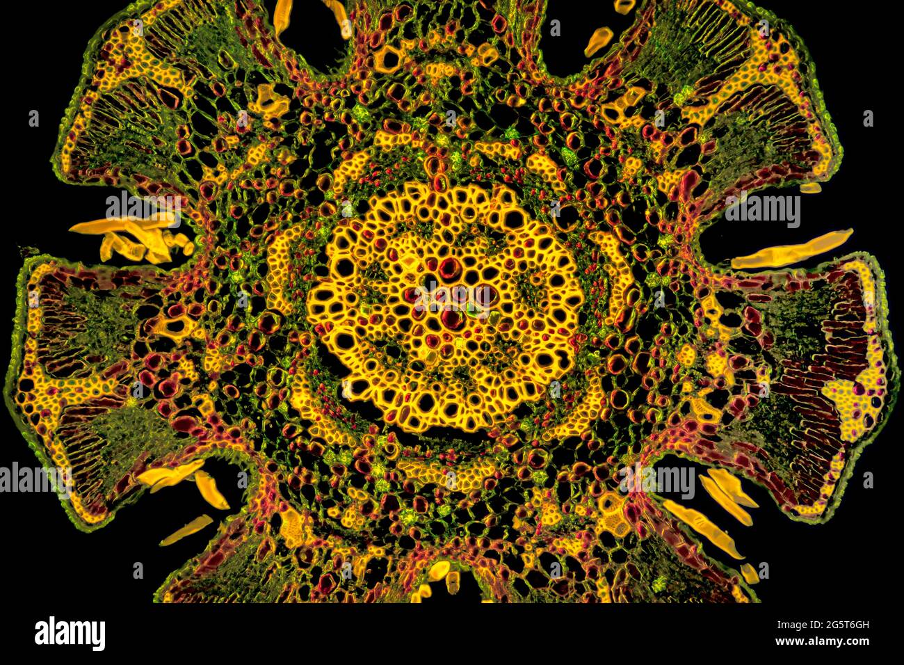 she-oak (Casuarina spec.), cross section of a Casuarina needle, light ...