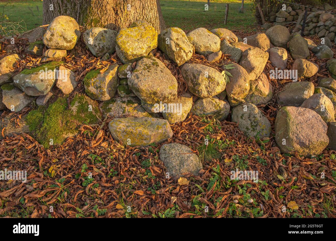 biosphere reserve Zarrentin at the Schaalsee, ash on a field stone wall ...