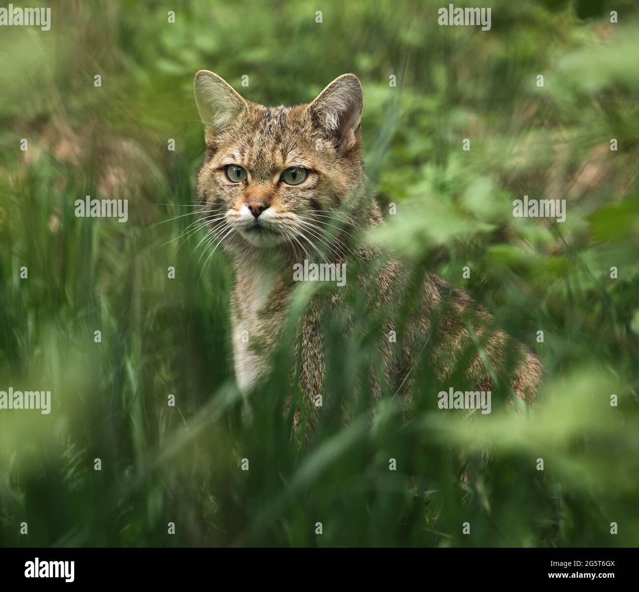 European wildcat, forest wildcat (Felis silvestris silvestris), sits in ...
